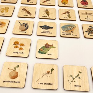 Montessori Biological Life Cycle of Bee Butterfly Chicken Frog Plant ...