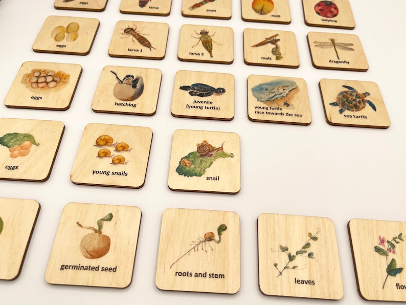 Montessori Biological Life Cycle of Bee Butterfly Chicken Frog - Etsy