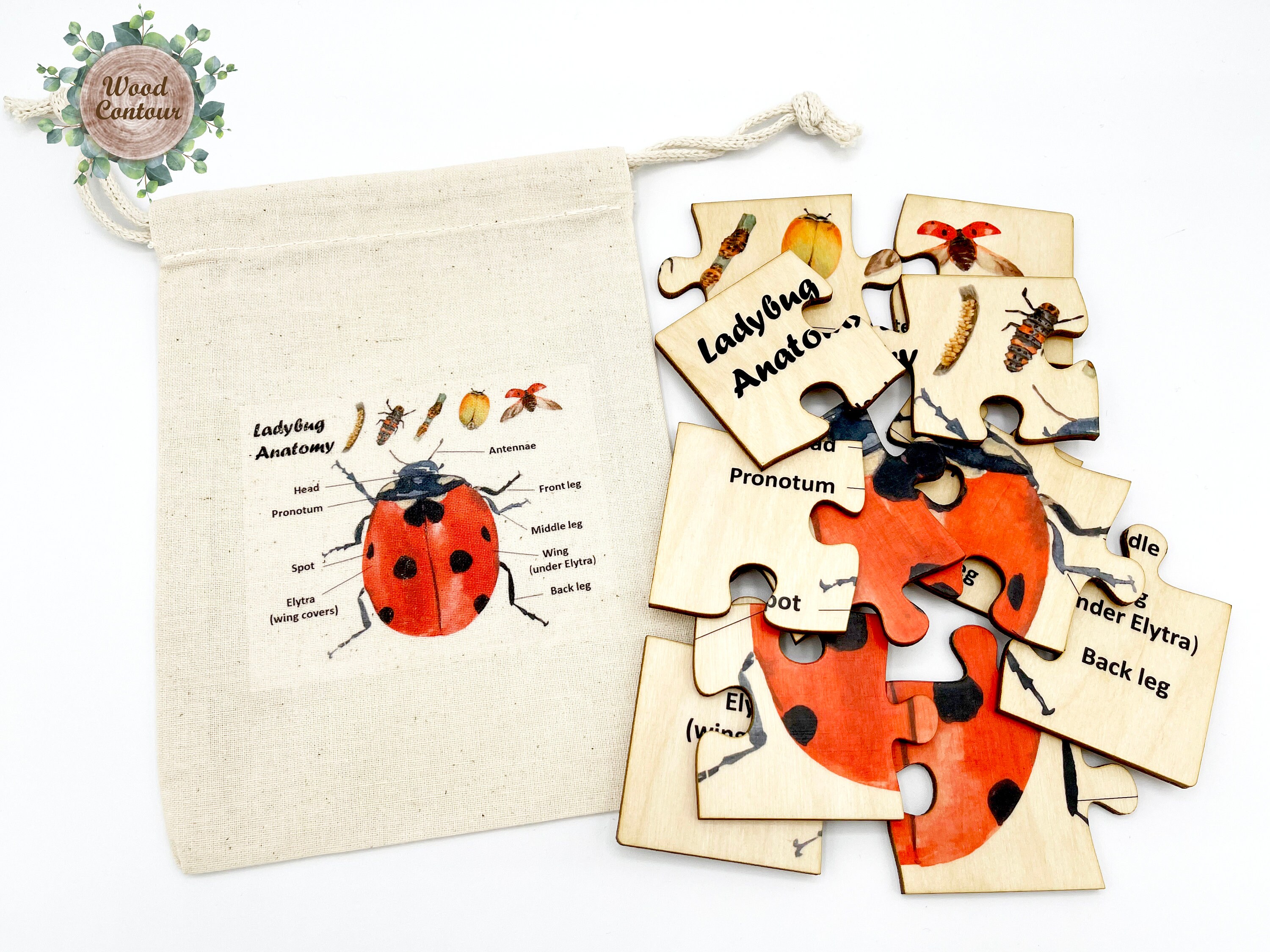 Montessori Wooden Anatomy Ladybug Puzzle/ Homeschool Preschool | Etsy