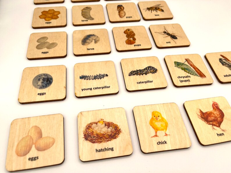 Montessori Biological Life Cycle of Bee Butterfly Chicken Frog - Etsy ...