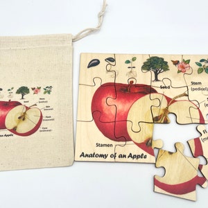 Wooden Apple Anatomy Puzzle/ Montessori Parts of an Apple Activity ...