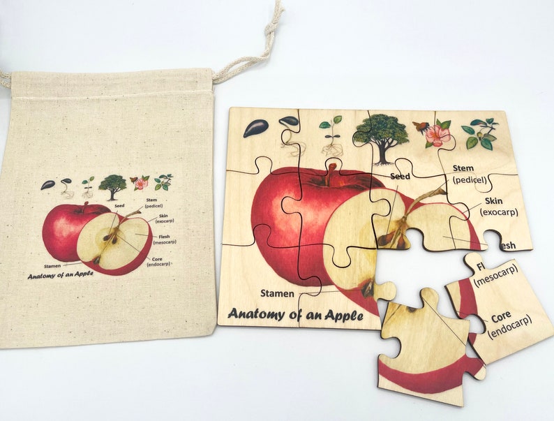 Wooden Apple Anatomy Puzzle/ Montessori Parts of an Apple Activity ...