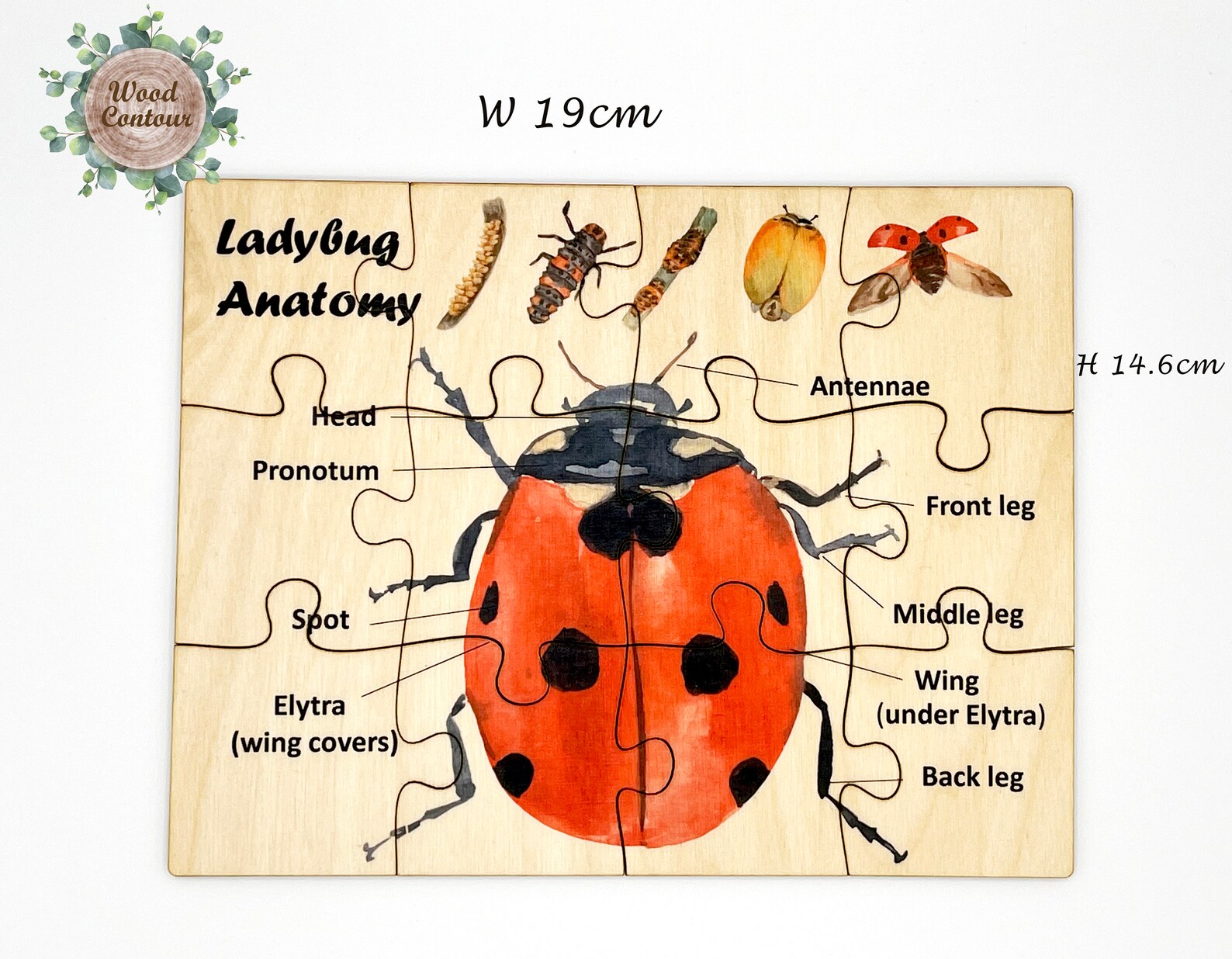 Montessori Wooden Anatomy Ladybug Puzzle/ Homeschool Preschool - Etsy