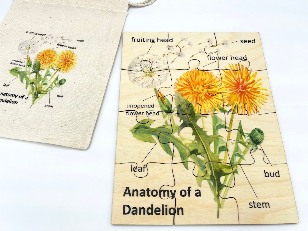 Montessori Wooden Anatomy Dandelion Puzzle/ Homeschool Preschool ...