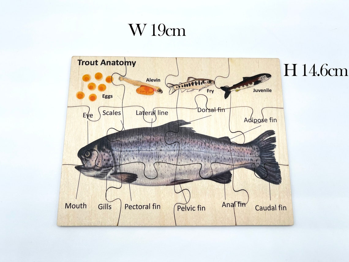 Wooden Trout Fish Anatomy Puzzle for Preschool Toddler | Etsy