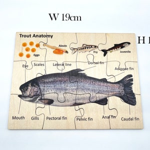 Wooden Trout Fish Anatomy Puzzle for Preschool Toddler ,montessori ...