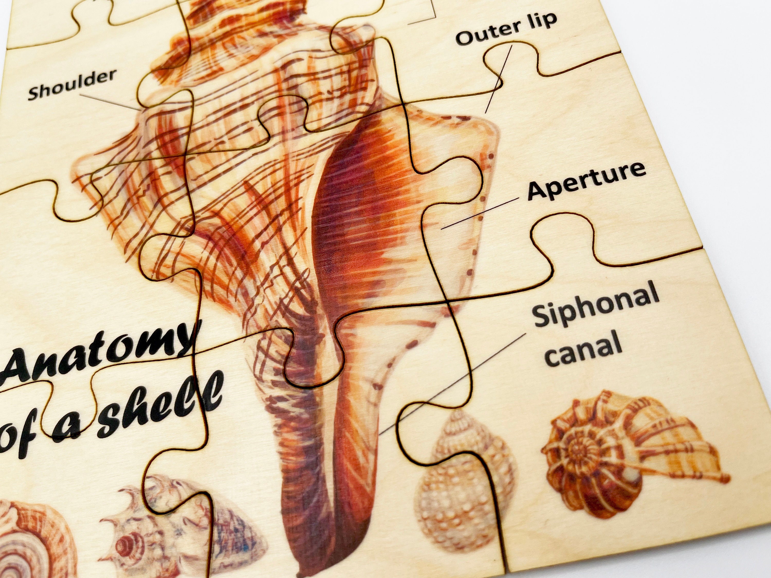 Montessori Wooden seashell anatomy jigsaw puzzle/ Homeschool | Etsy