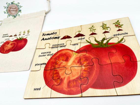 Wooden Anatomy of Tomato Jigsaw Puzzle/ Montessori Homeschool - Etsy
