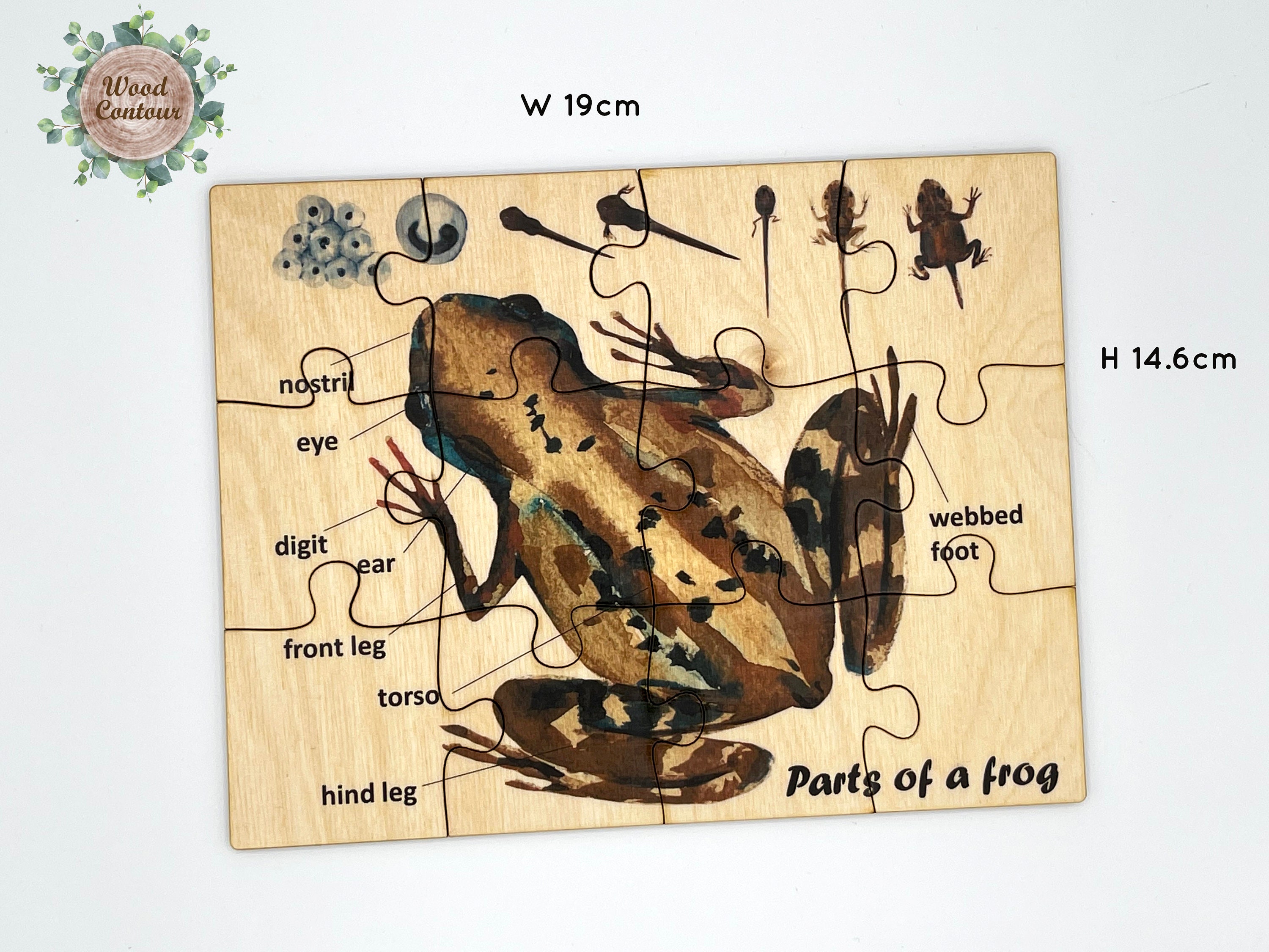 Montessori Wooden Frog Anatomy Jigsaw Puzzle/ Homeschool | Etsy