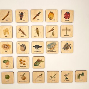 Montessori Biological Life Cycle of Bee Butterfly Chicken Frog Plant ...