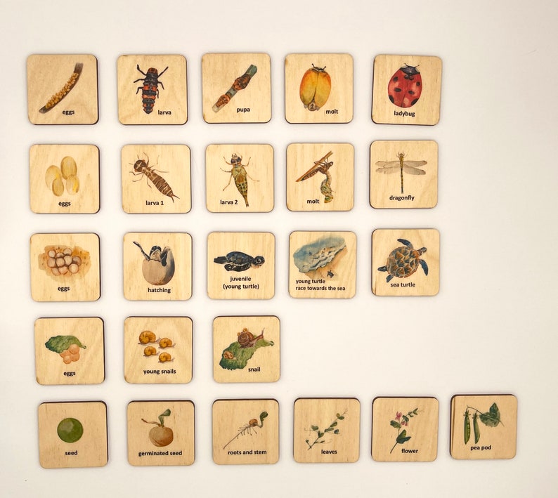 Montessori Biological Life Cycle of Bee Butterfly Chicken Frog - Etsy ...