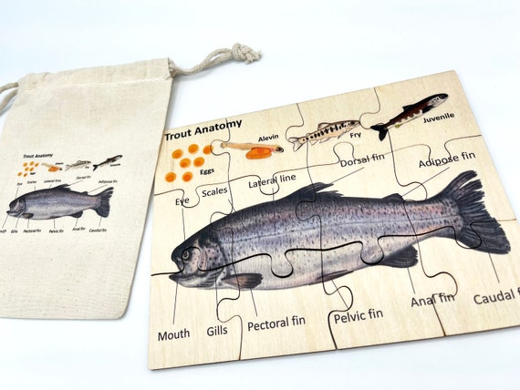 Wooden Trout Fish Anatomy Puzzle for Preschool Toddler | Etsy