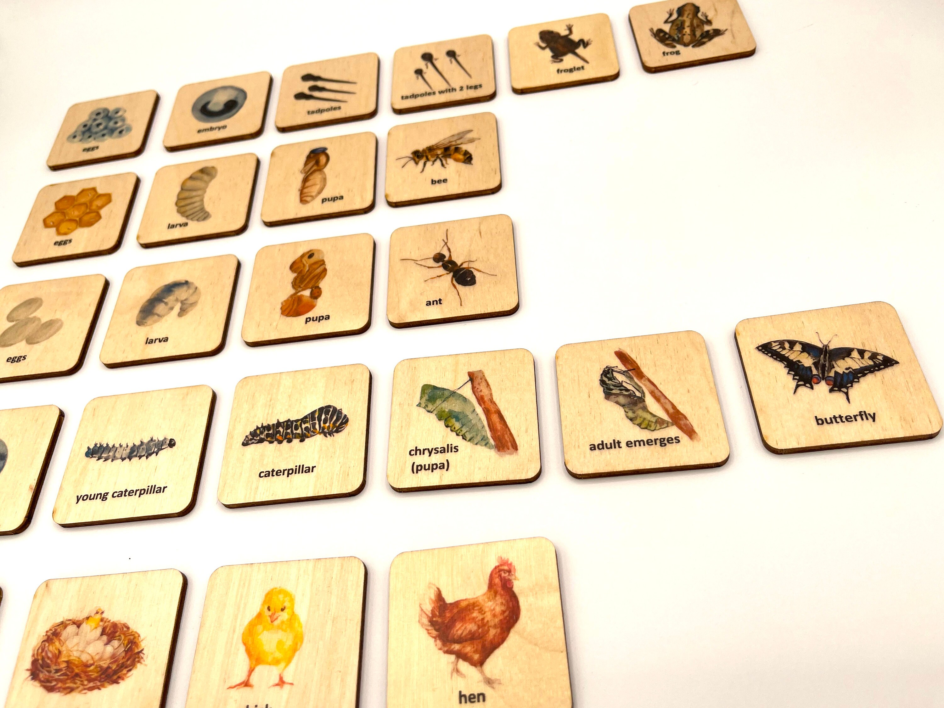 Montessori Wooden Life Cycle Cards/ Ladybug Drangonfly Sea Turtle Snail ...