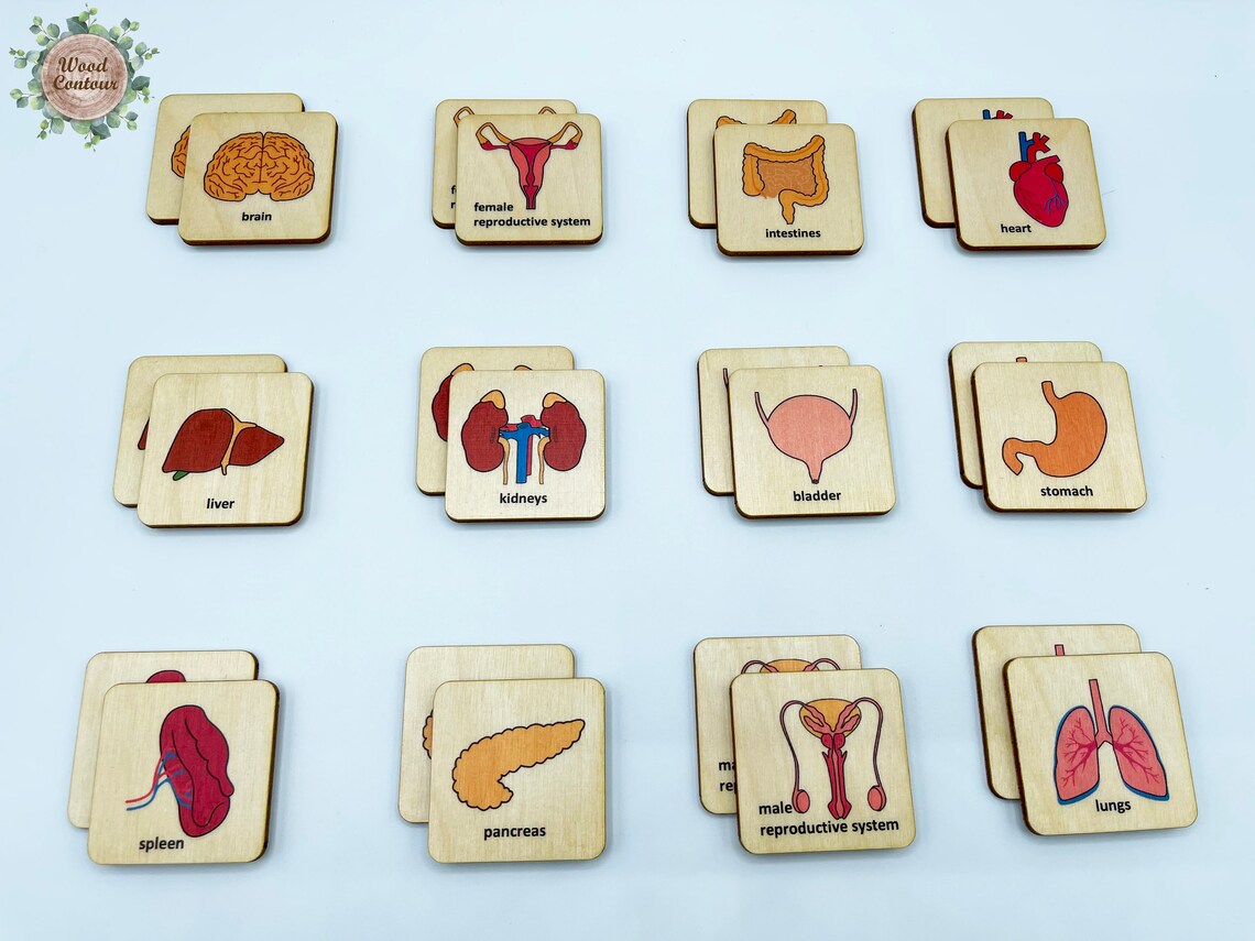 Wooden Montessori Human Anatomy memory game/ Organs matching | Etsy
