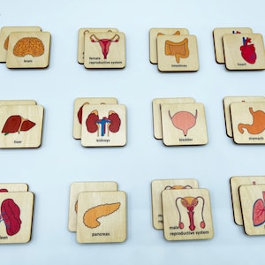 Wooden Montessori Human Anatomy Memory Game/ Organs Matching Game ...
