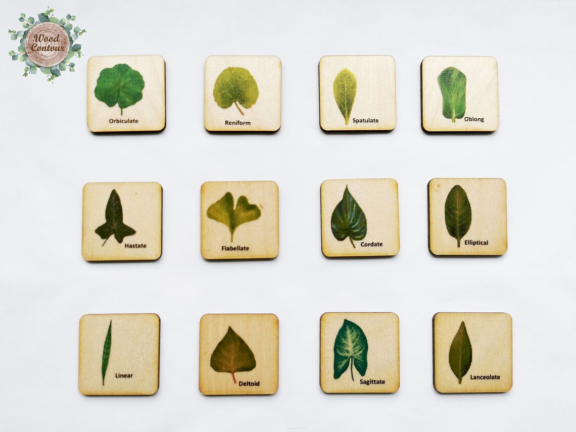 Montessori Wooden Botany Leaf Shapes Matching Cards/ - Etsy