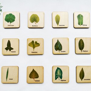 Montessori Wooden Botany Leaf Shapes Matching Cards/ Homeschool ...