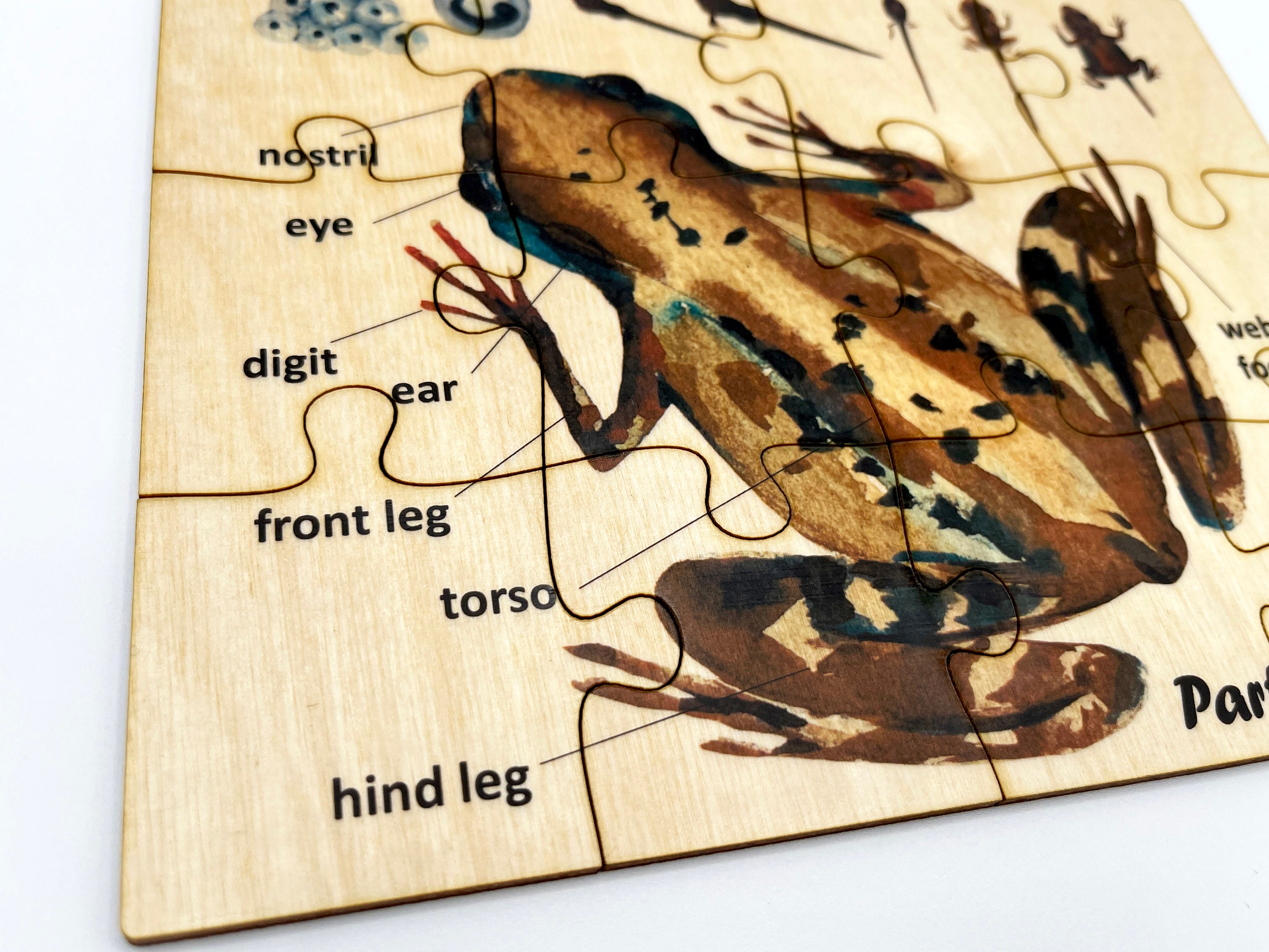 Montessori Wooden Frog Anatomy Jigsaw Puzzle/ Homeschool | Etsy