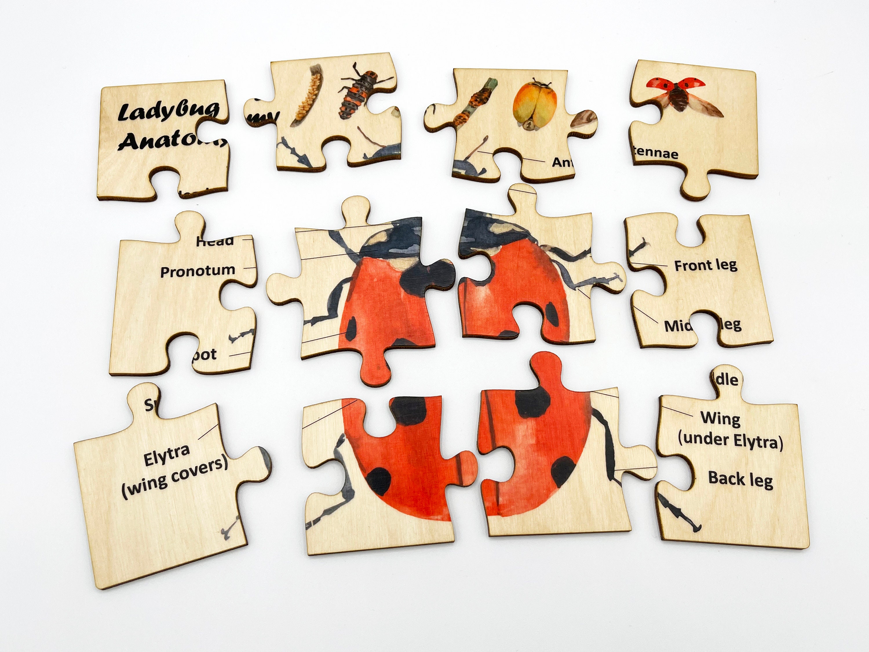 Montessori Wooden Anatomy Ladybug Puzzle/ Homeschool Preschool | Etsy