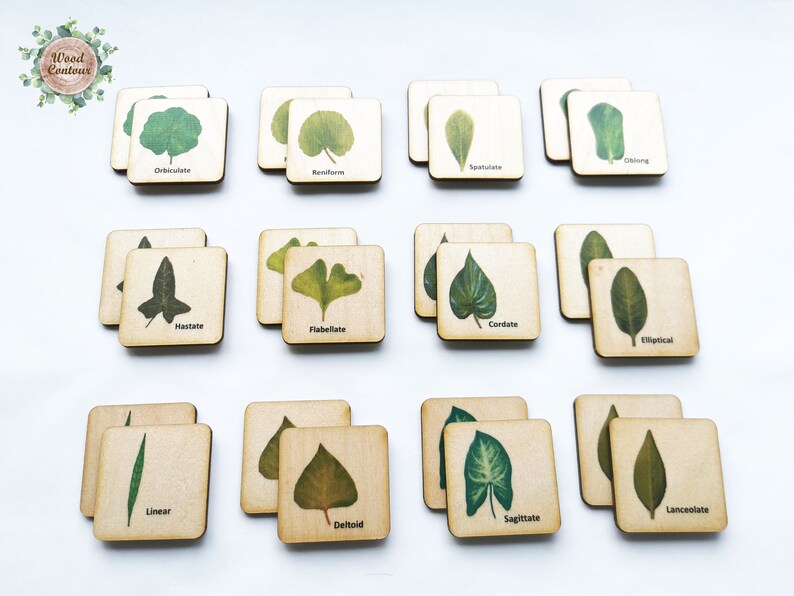 Montessori Wooden Botany Leaf Shapes Matching Cards/ - Etsy