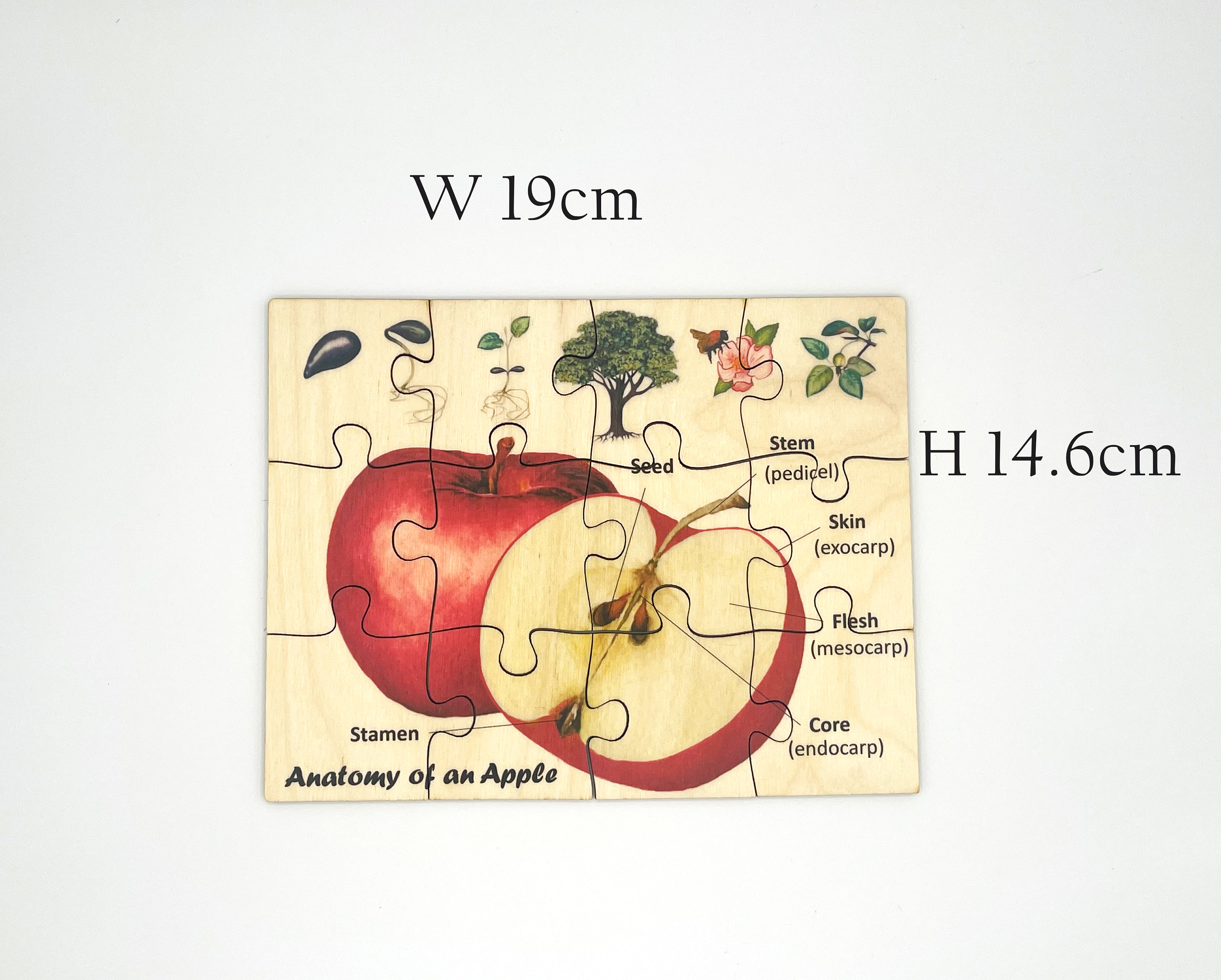 Wooden Apple Anatomy Puzzle/ Montessori Parts of an Apple - Etsy
