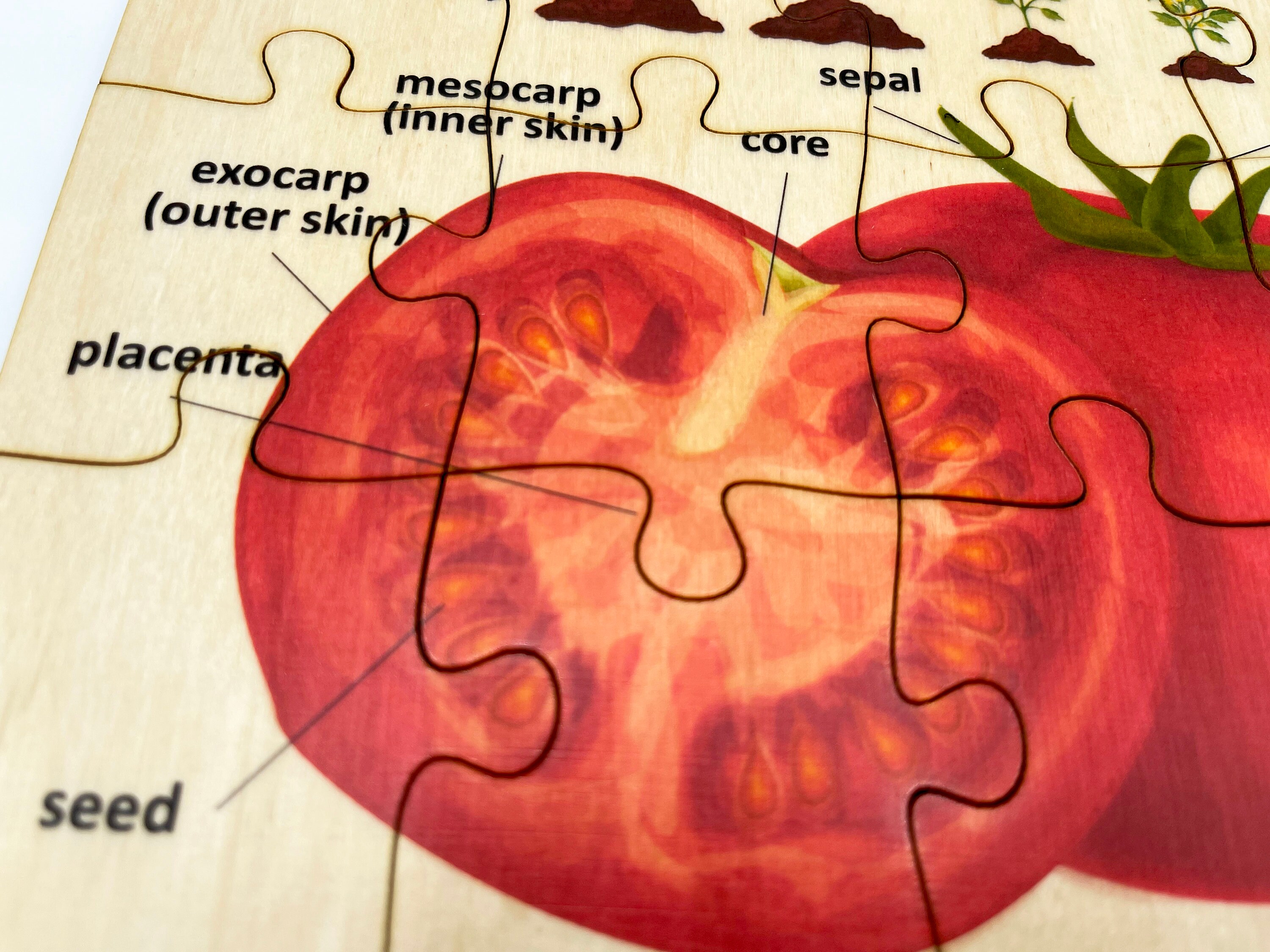 Wooden Anatomy of Tomato Jigsaw Puzzle/ Montessori Homeschool - Etsy Sweden