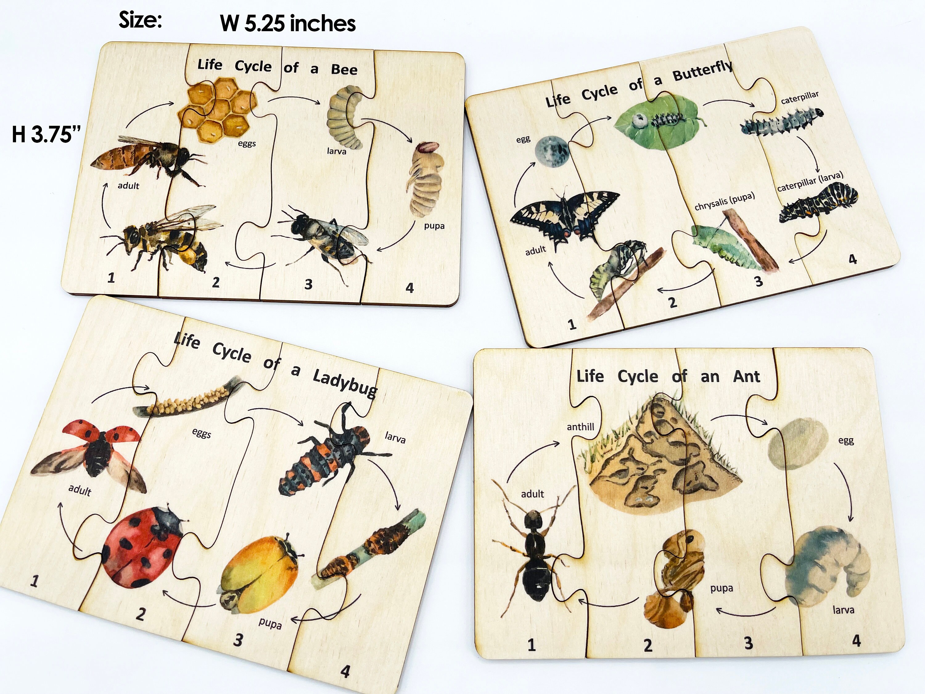 Montessori Life Cycle Puzzle Set/ Kids Learning Activity/ Homeschool ...