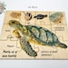 Montessori Wooden Parts of Sea Turtle Jigsaw Puzzle/ Homeschool ...