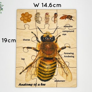 Montessori Wooden Anatomy Bee Puzzle/ Homeschool Preschool Kindergarten ...