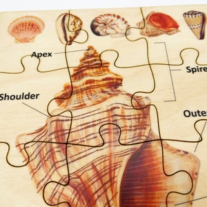 Montessori Wooden Seashell Anatomy Jigsaw Puzzle/ Homeschool Preschool ...
