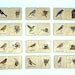 Montessori Wood Backyard Birds and Nests Matching Puzzle/ Homeschool ...