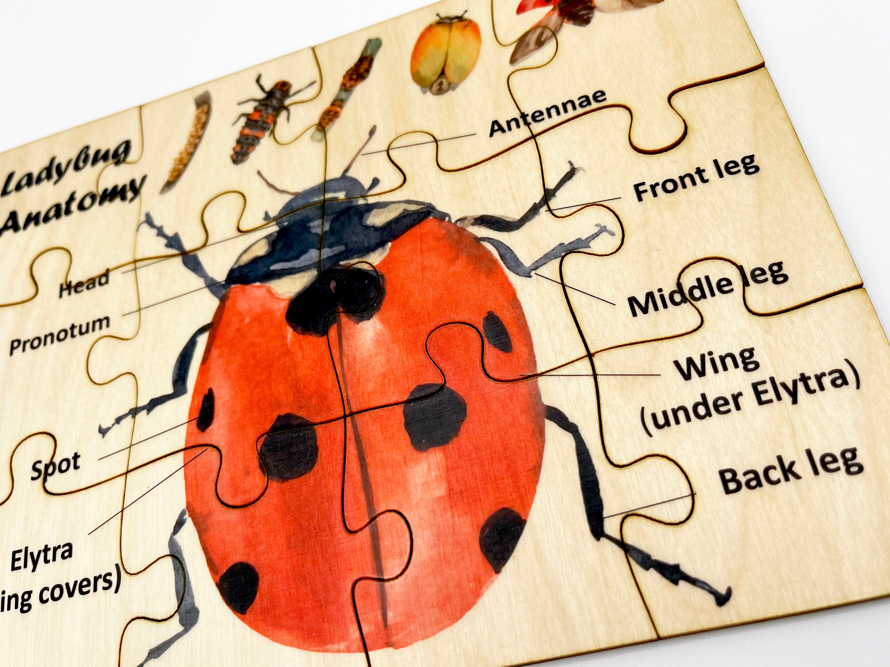 Montessori Wooden Anatomy Ladybug Puzzle/ Homeschool Preschool | Etsy