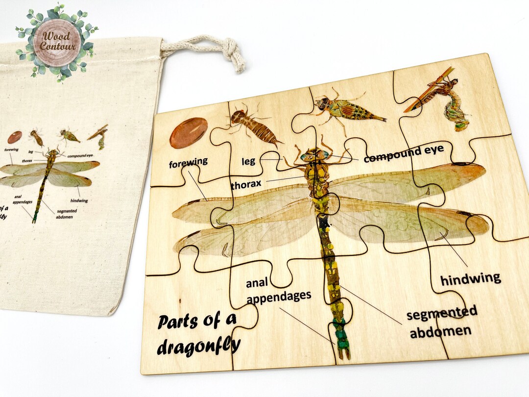 Montessori Wooden Anatomy Dragonfly Puzzle/ Homeschool Preschool ...