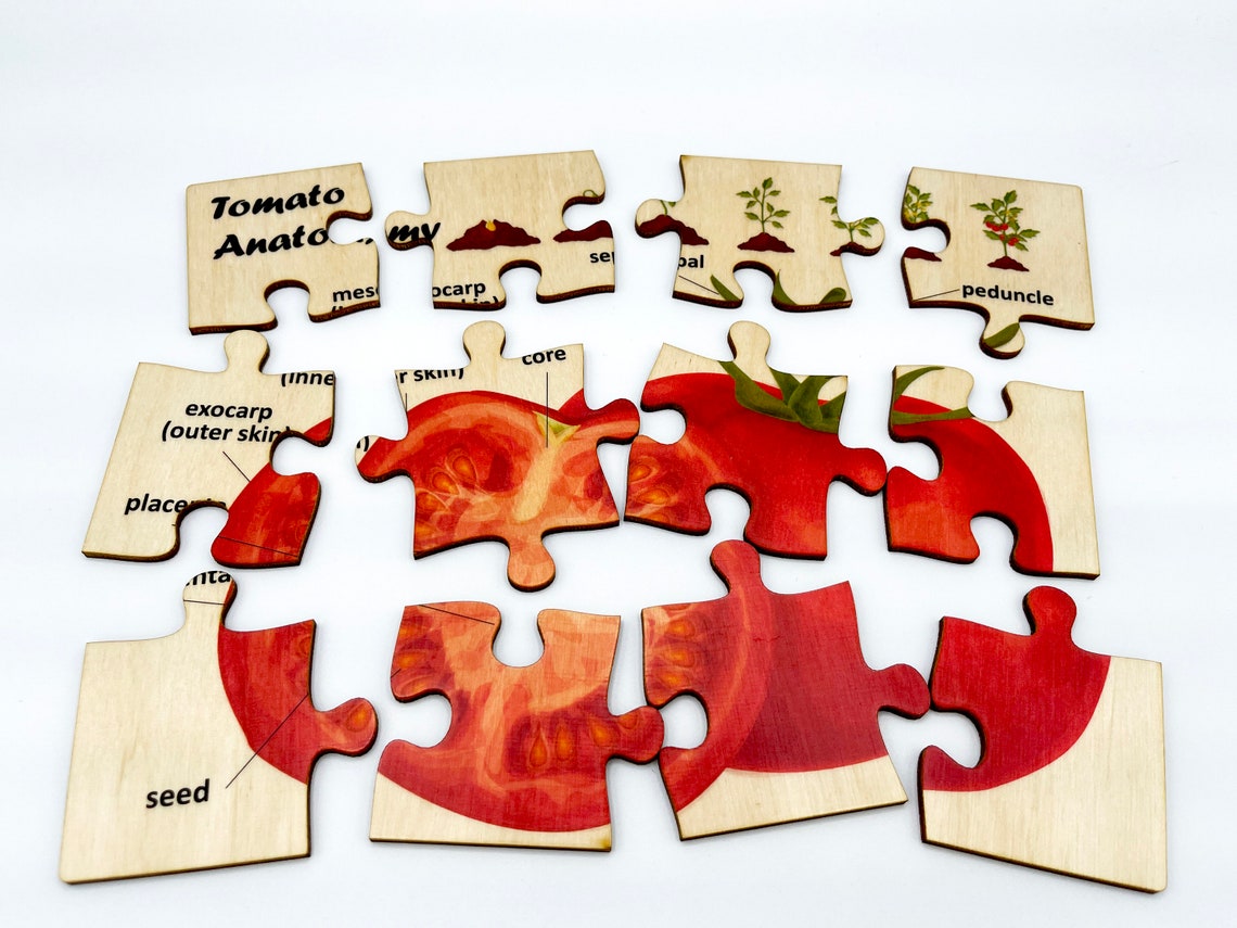 Wooden Anatomy of Tomato Jigsaw Puzzle/ Montessori Homeschool - Etsy Sweden
