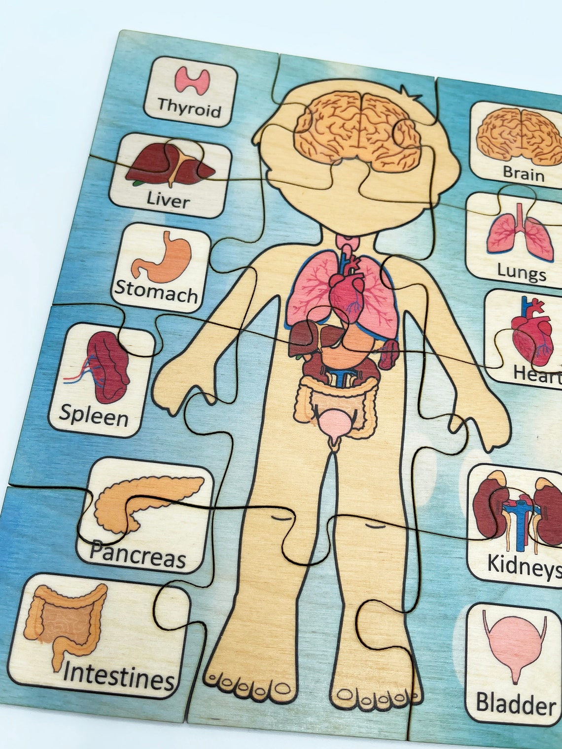 Montessori Wooden Body Parts Jigsaw Puzzle/ Wood Anatomy Human - Etsy