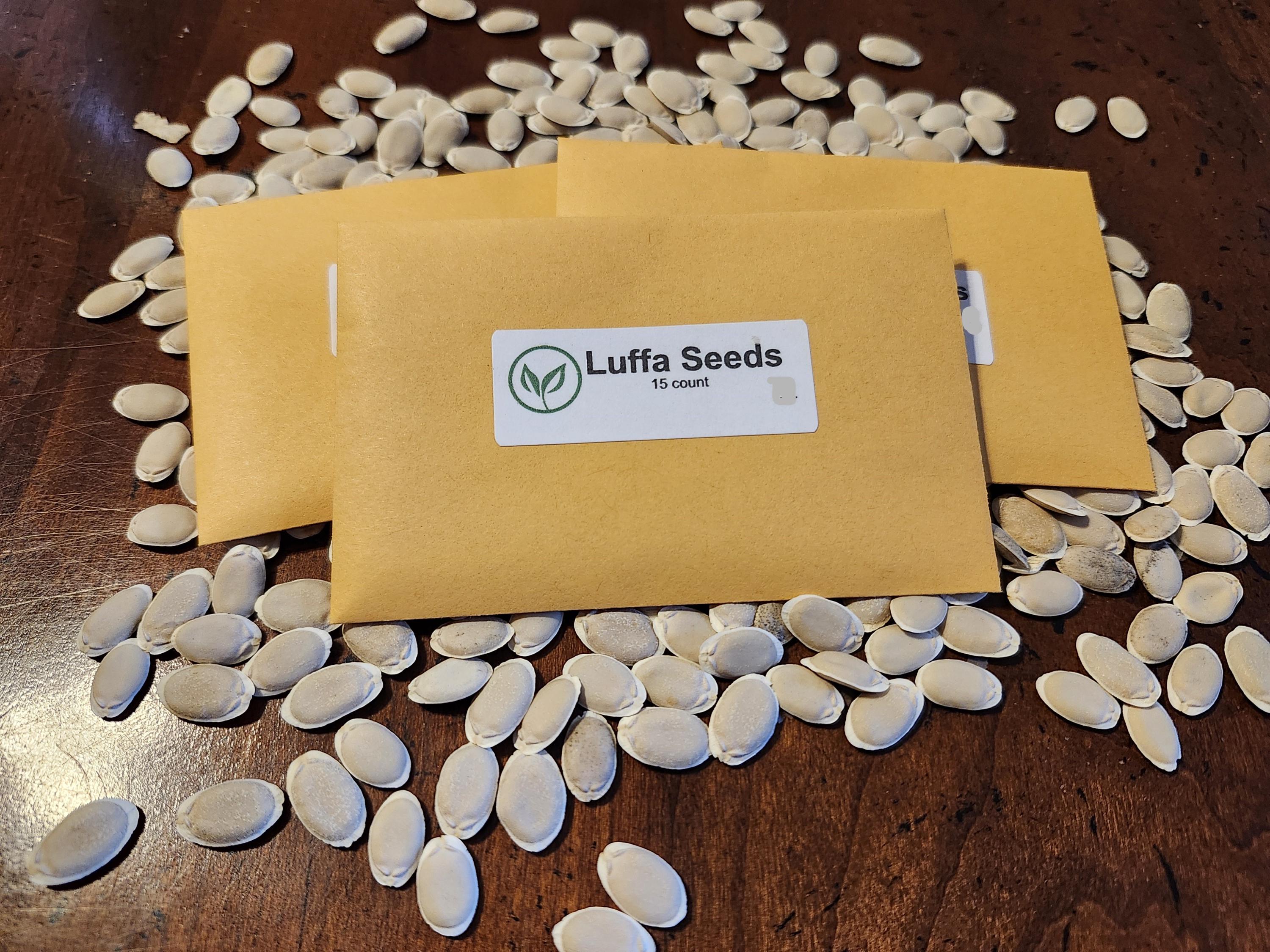 Luffa Seeds - Florida Grown - 15 Count - Etsy