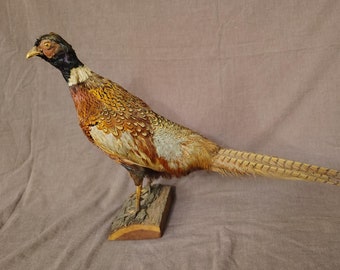 Antique Taxidermy Reeves Pheasant Mounted and a Wooden Burr Branch. - Etsy