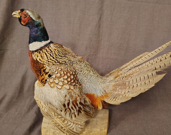 Pheasant Mount - Etsy