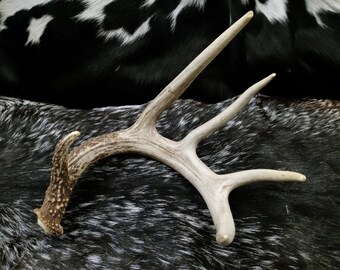 5 Point Deer Antler | Etsy