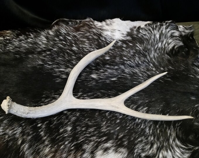 3 Point Mule Deer Antler Shed - Etsy