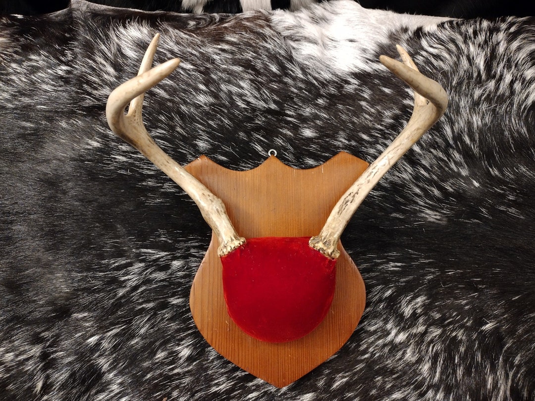 4 Point Deer Antler Mount - Etsy