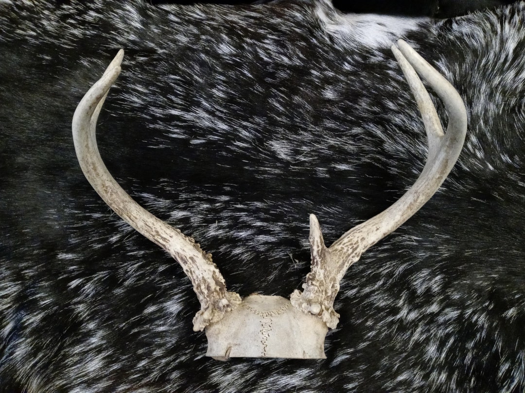 5 Point Deer Antlers - Etsy