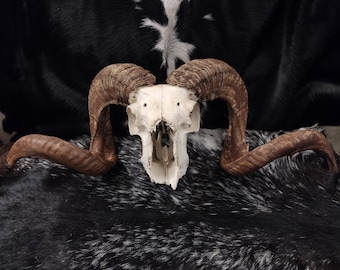 Real Ram Skull Head Sheep With Big Horns Western Decoration Man Cave ...