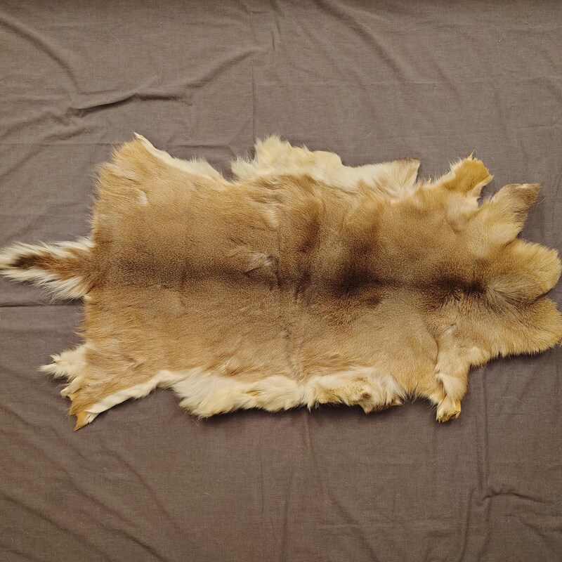 Whitetail Deer Hide - Etsy