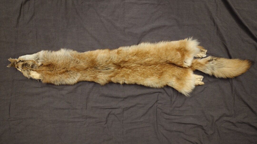 Fox Pelt - Craft Grade - Etsy