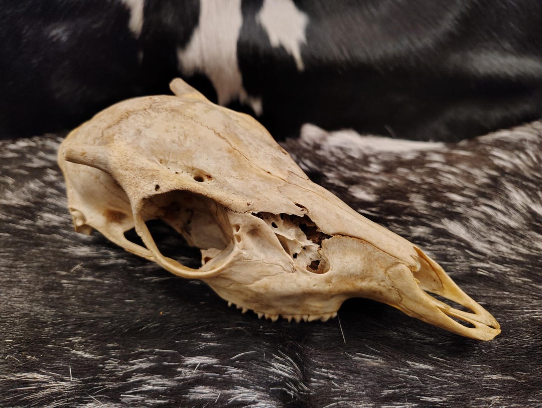 Spike Buck Whitetail Deer Skull - Etsy