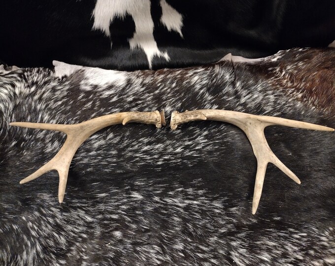 8 Point Deer Antlers - Matched Pair - Etsy