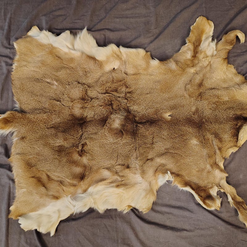 Whitetail Deer Hide - Etsy