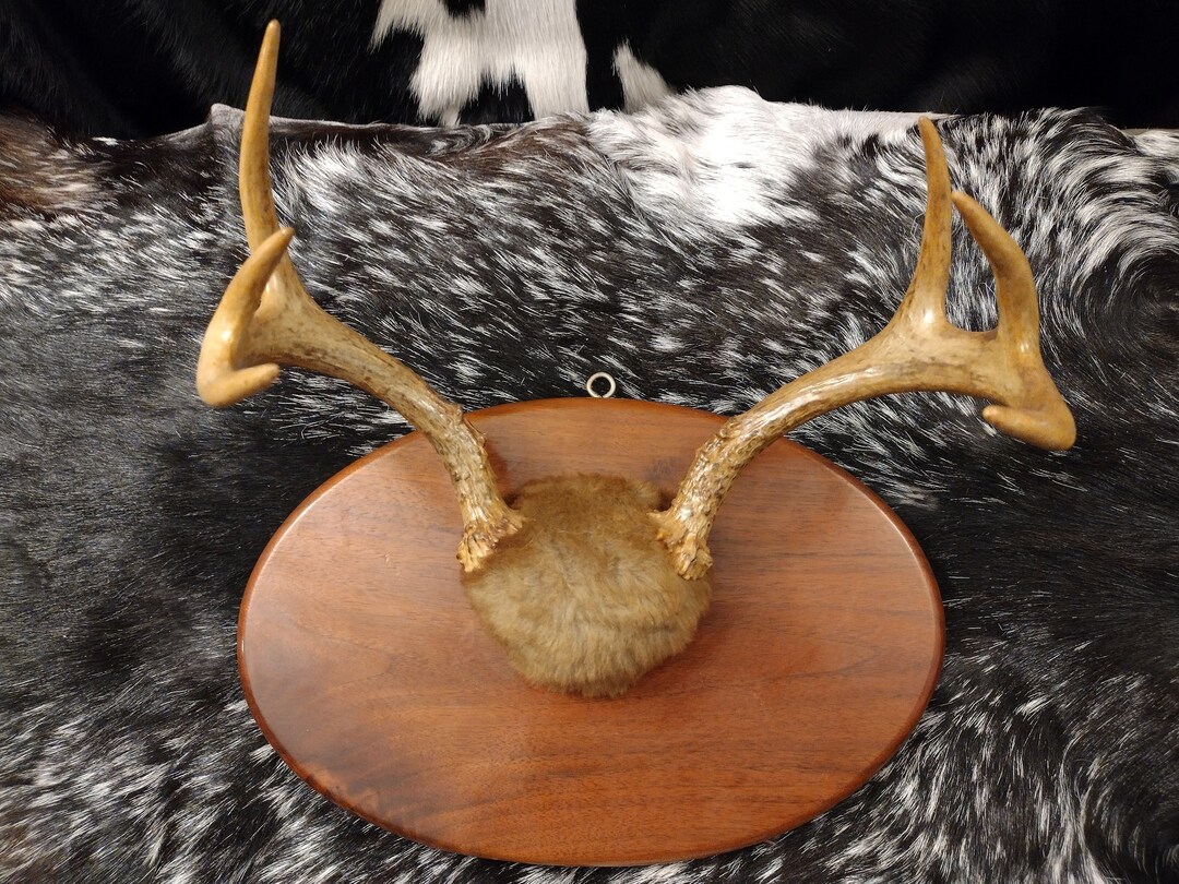 6 Point Deer Antler Mount - Etsy