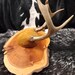 6 Point Deer Antler Mount - Etsy